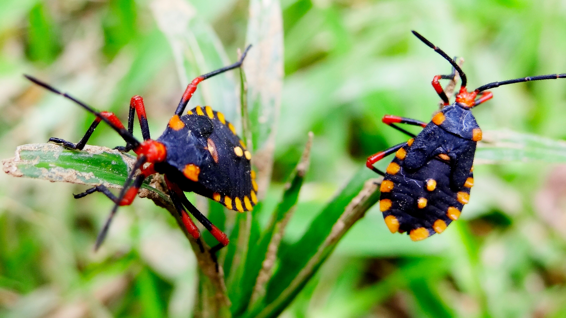 Chinch Bugs and Texas Turf: How to Spot and Treat Infestations ...